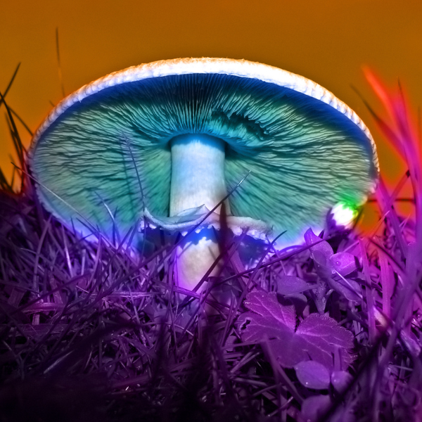 How Long Does It Take for Shrooms to Kick In? | Discover Now